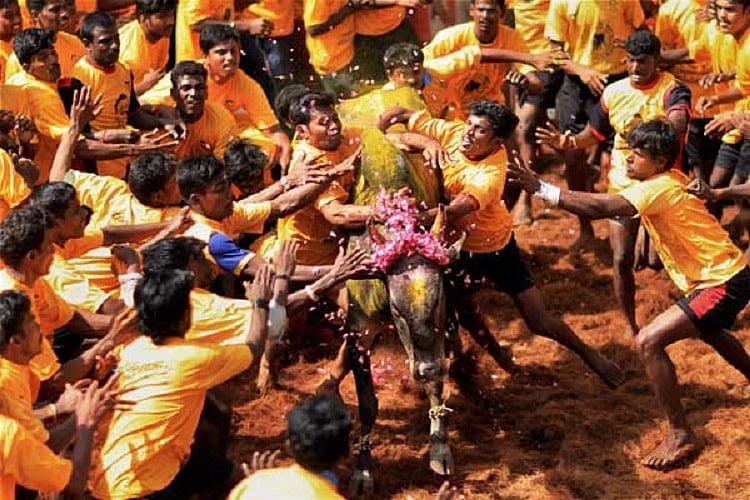 Two gored to death at jallikattu in Sirivayal, death toll rises to three