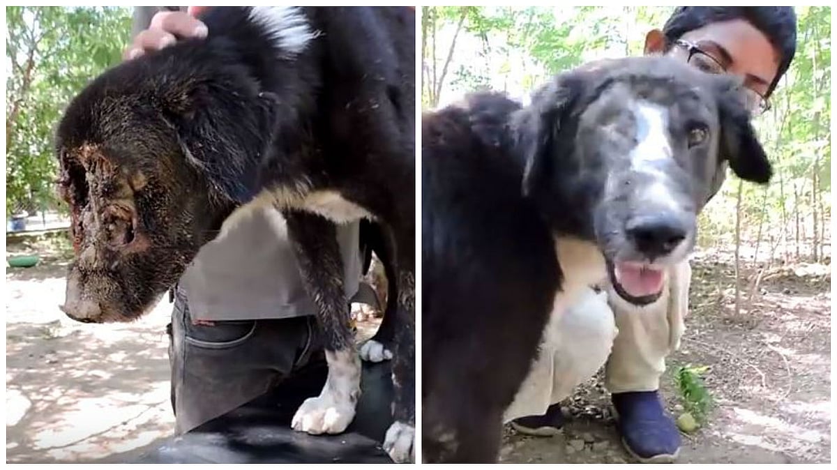 Video: Touching story of Kalu, the dog that braved the odds to survive ...
