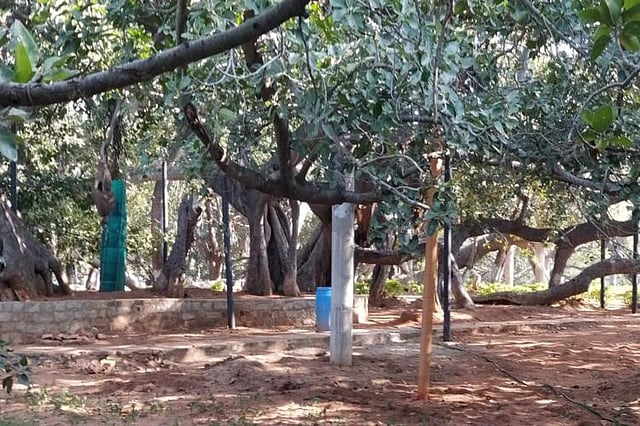 Forest officials revive legendary 700-year-old Pillalamarri banyan tree ...