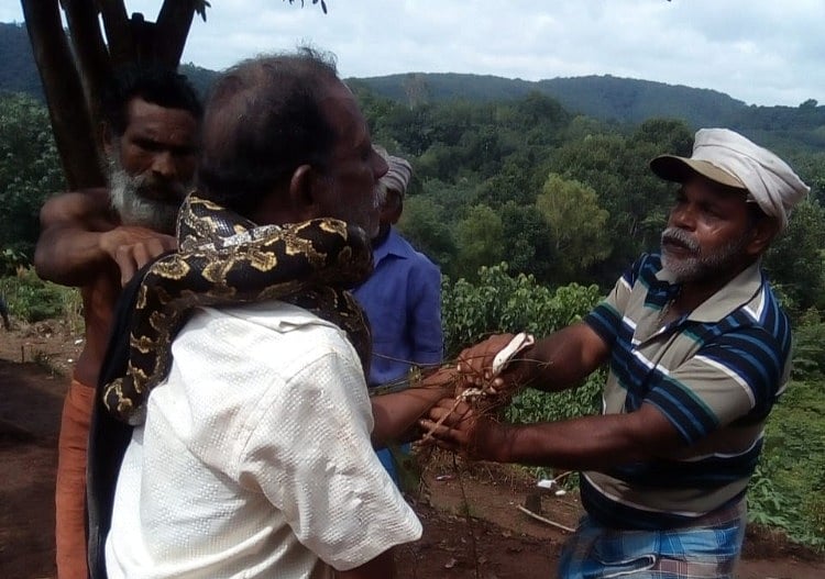 Video: Kerala man caught in a death grip by 10-foot long python, rescued