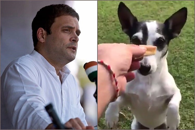 Rahul Gandhi's dog 'declares' it tweets for him