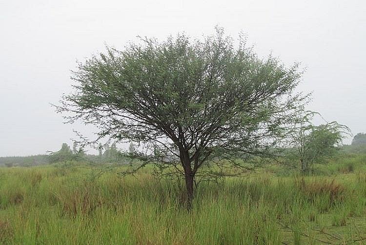 Is the Karuvelam tree an ecological threat? Experts divided as Madras ...
