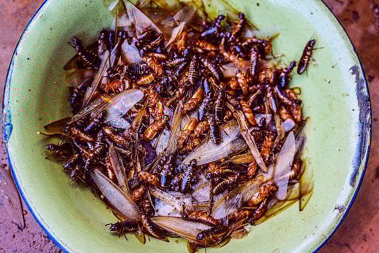 'Winged termites are yummy': The day my ayah taught me to respect what ...