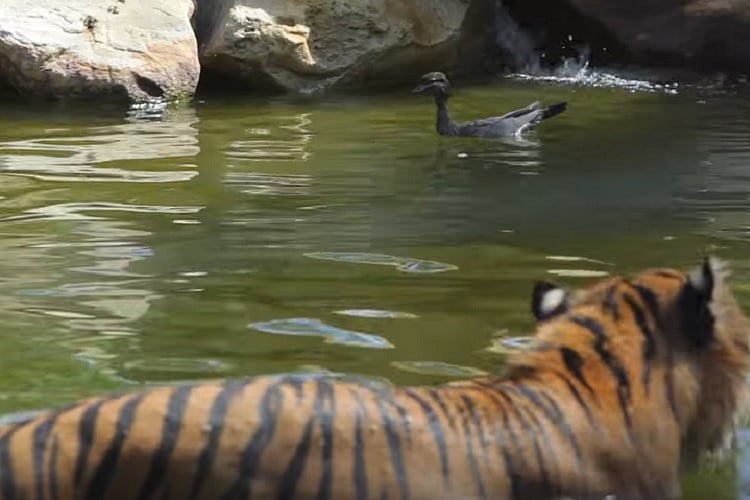 What the duck: Video of 'world's bravest duck' playing with 126kg tiger ...