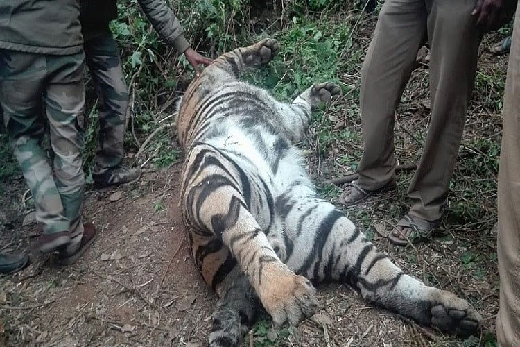 Tiger found dead in Kodaikanal, cause of death under investigation