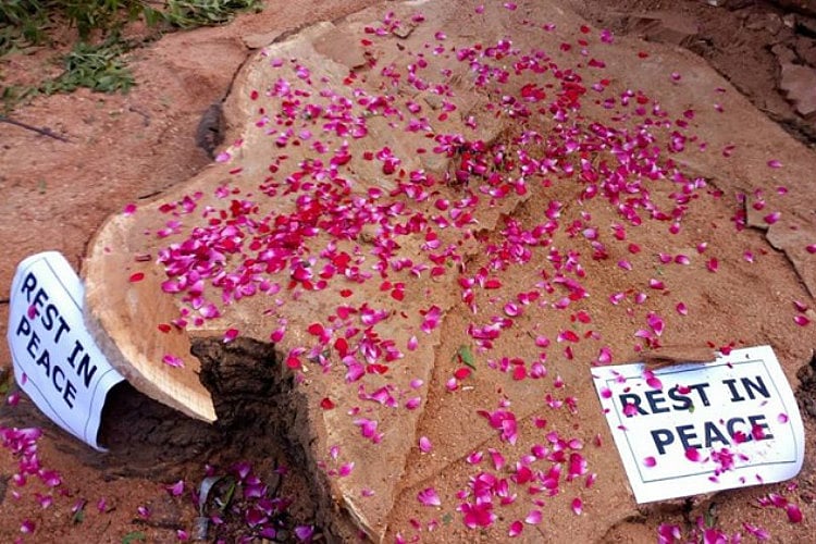 105-year-old Neem tree in Warangal chopped down to widen road