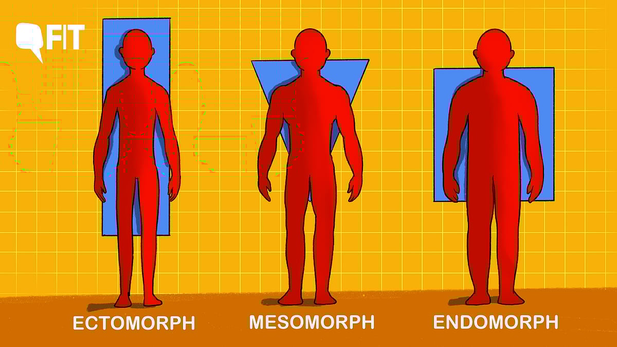 ectomorph mesomorph endomorph in hindi