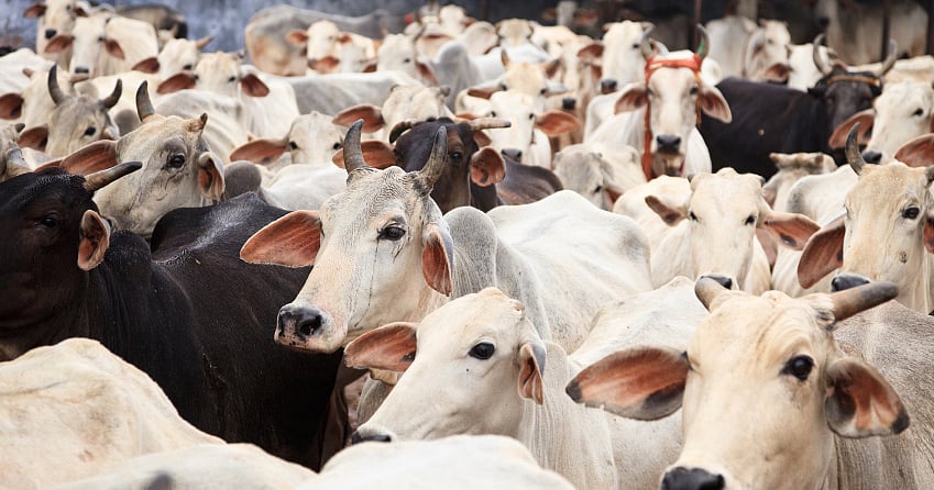 VHS to Host a National Conference on the ‘Glorious Indian Cow’