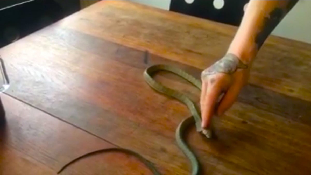 Newspaper Salesman Shows Impressive Snake Handling Skills
