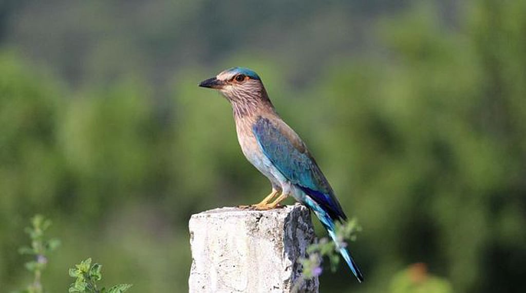 Why Telangana Has Banned Display of its State Bird During Dasara