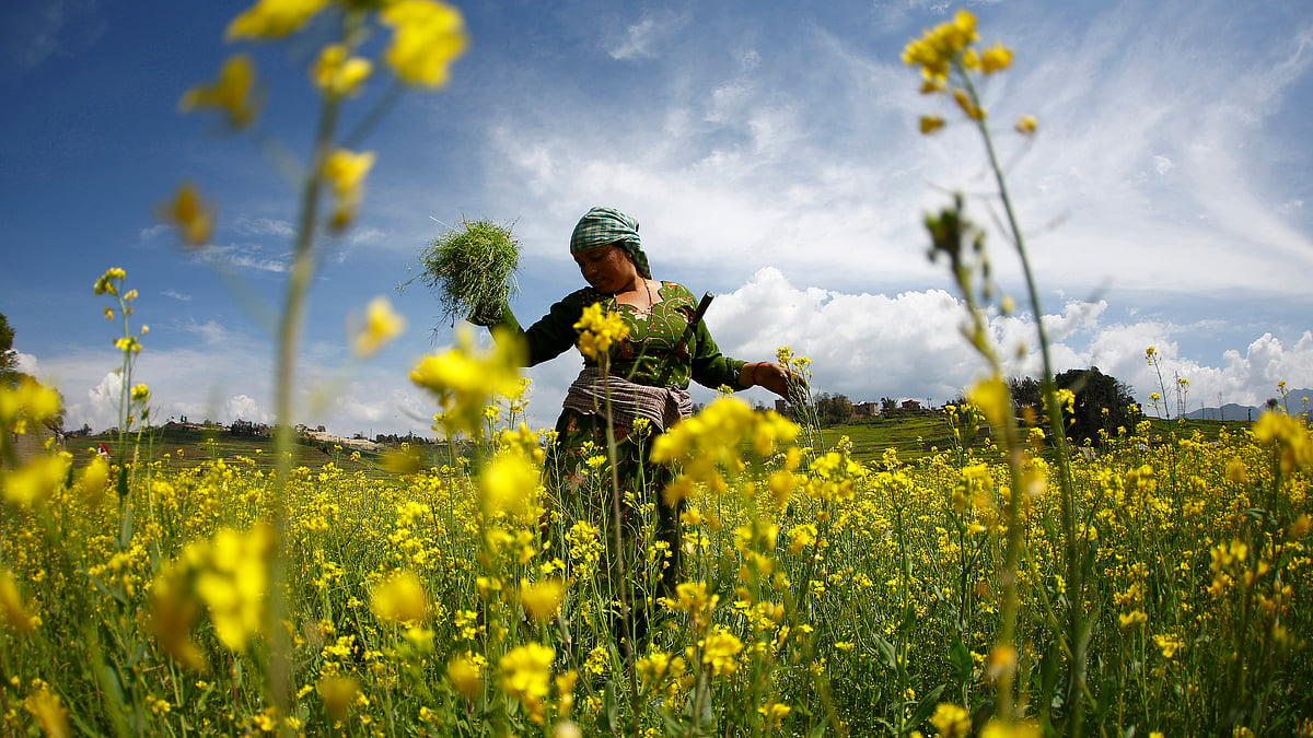 Genetically Modified Mustard, a Hazard for India?