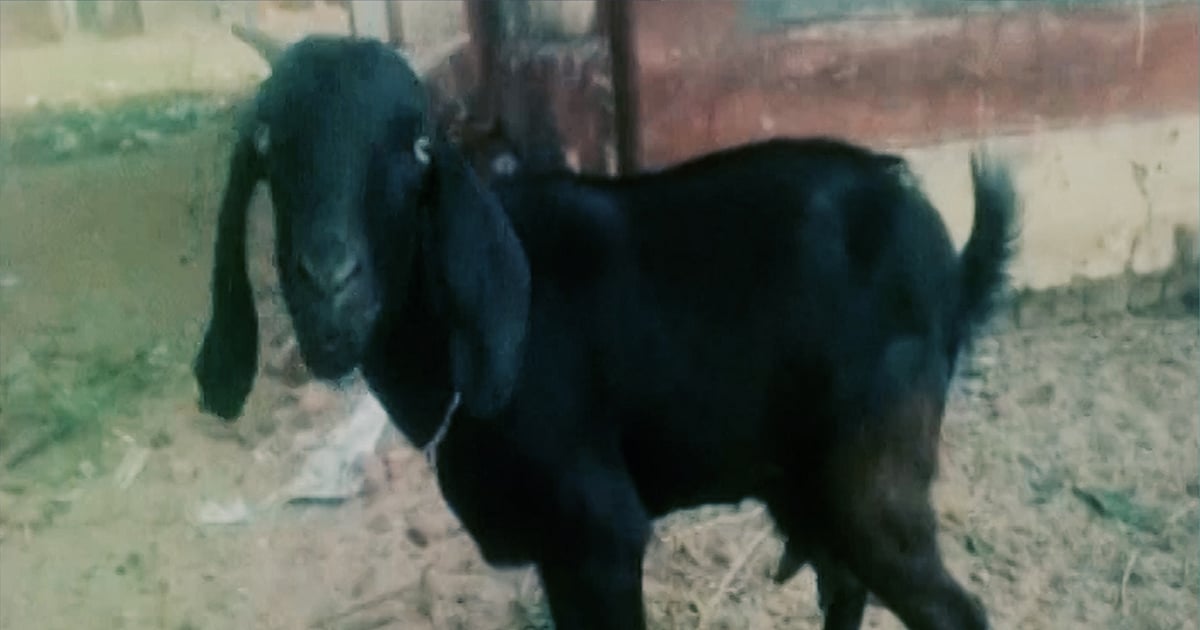 Bizarre: Goat Arrested For Grazing in Magistrate’s Bungalow