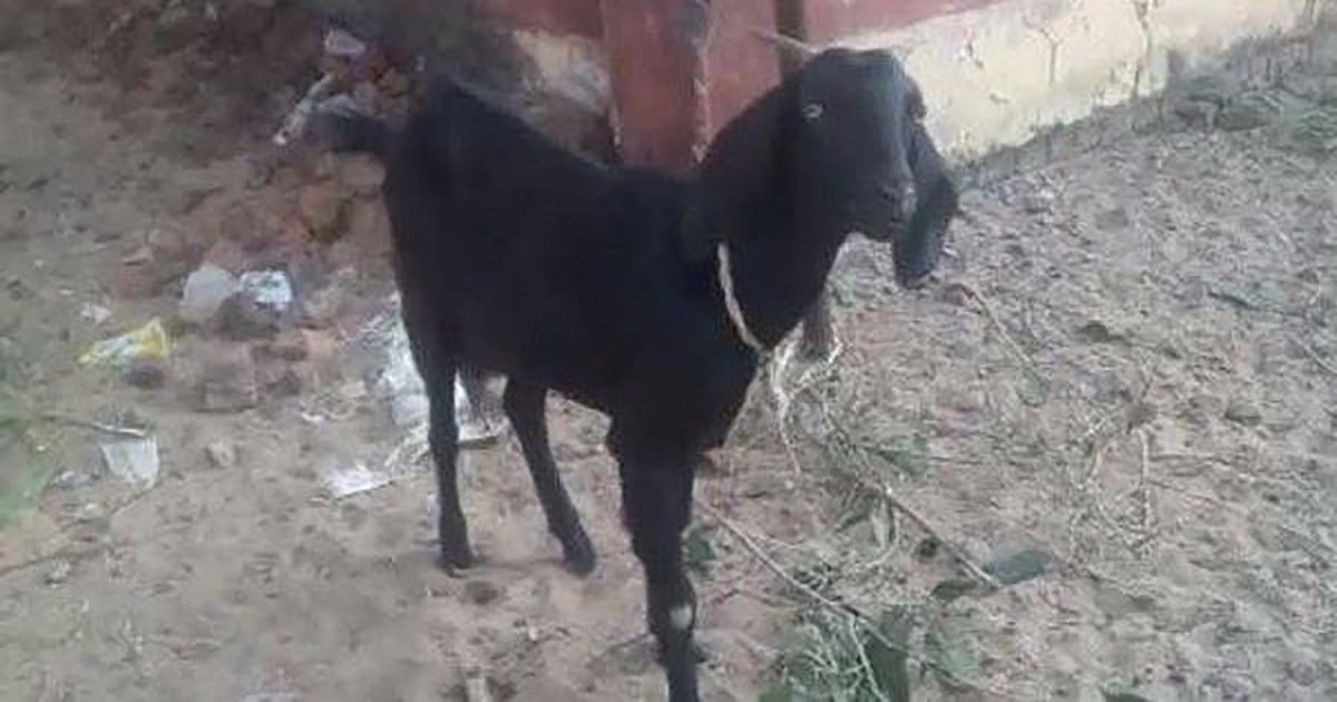 Goat Arrested for Trespassing, Given Bail!