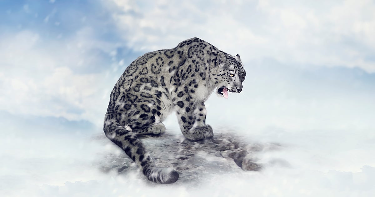 On The Brink Of Disappearing: The Plight of the Snow Leopard
