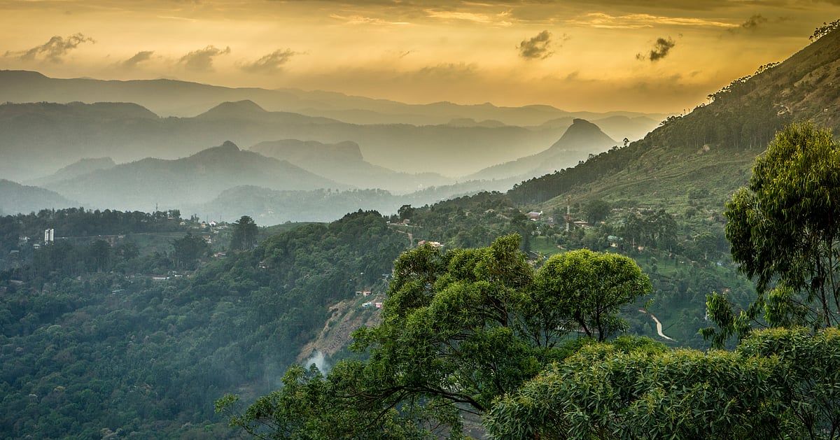 New Reforestation Law Ignores Forest Dwellers’ Rights: Analysts