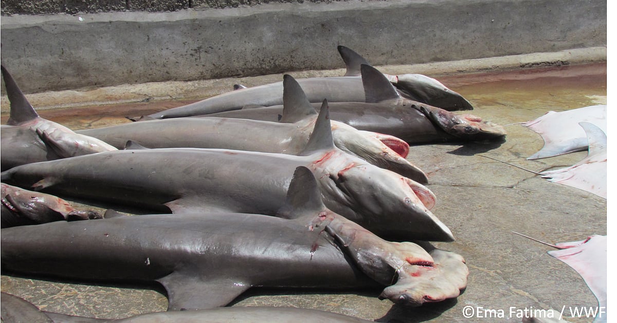 Overfishing Puts Sharks On The Verge of Extinction