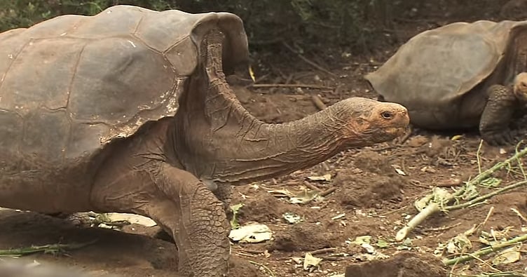 Diego, the Tortoise, Who Saved His Species by Having (Lots of) Sex