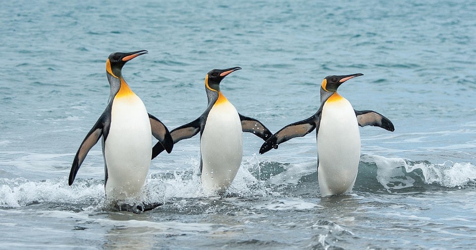 Fossils Found of Giant Penguin That Lived Alongside Dinosaurs