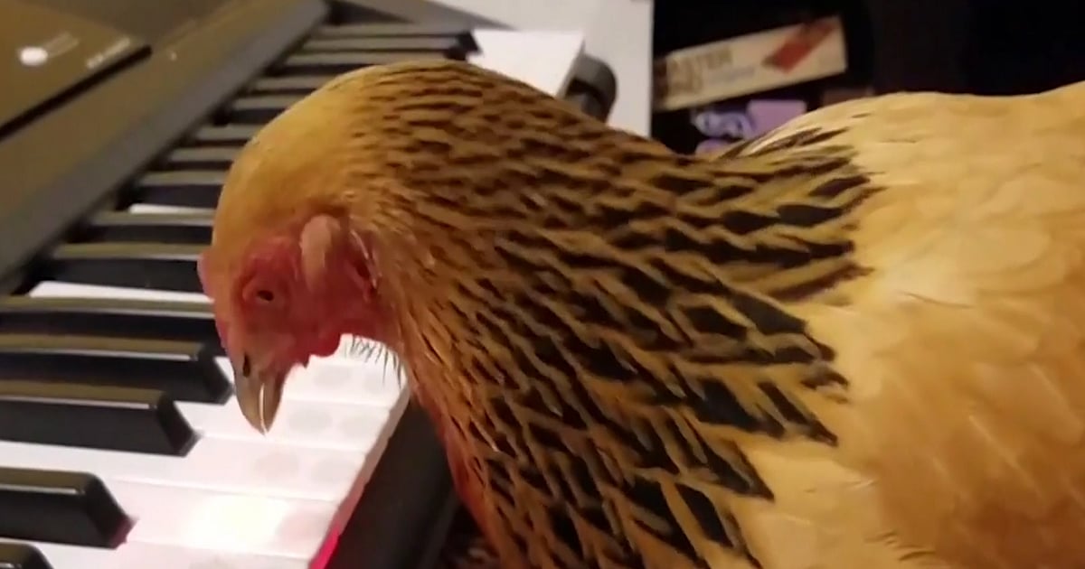 This Chicken Can Play the Keyboard Better Than You