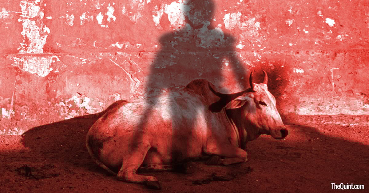 Shashi Tharoor: Centre’s Beef With Beef Defies ‘Live and Let Live’