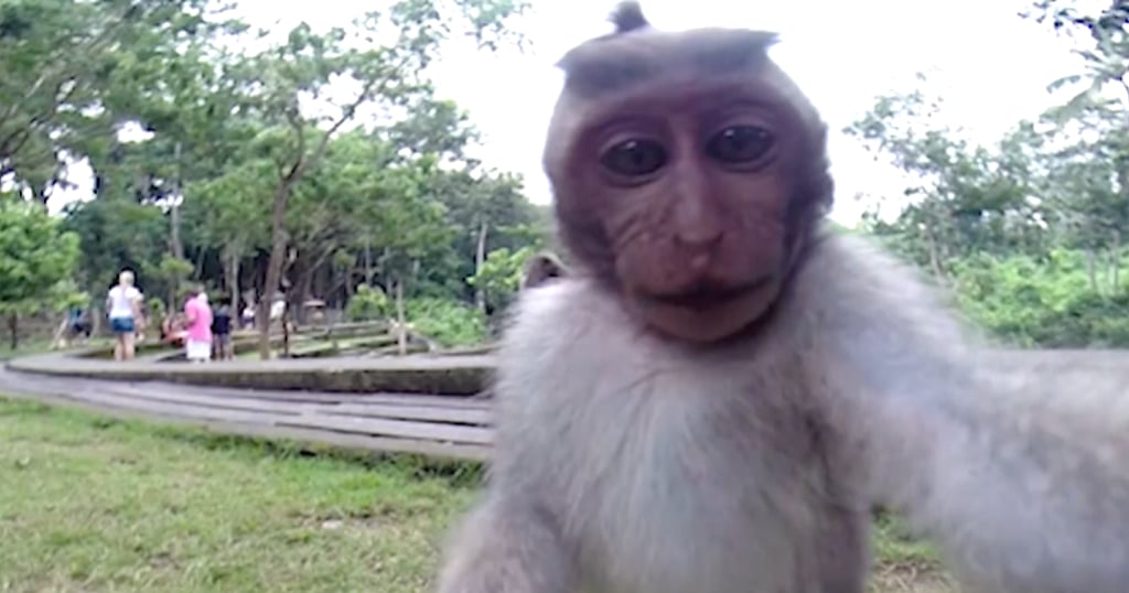 ‘Monkey Selfie’ Case Settled: Photographer to Pay 25% to Charities
