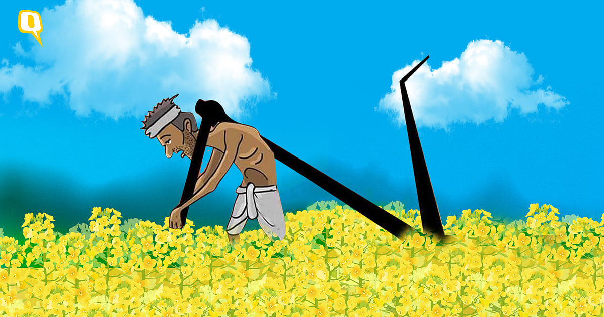 Regulatory Body’s U-Turn on GM Mustard Baffles Scientists