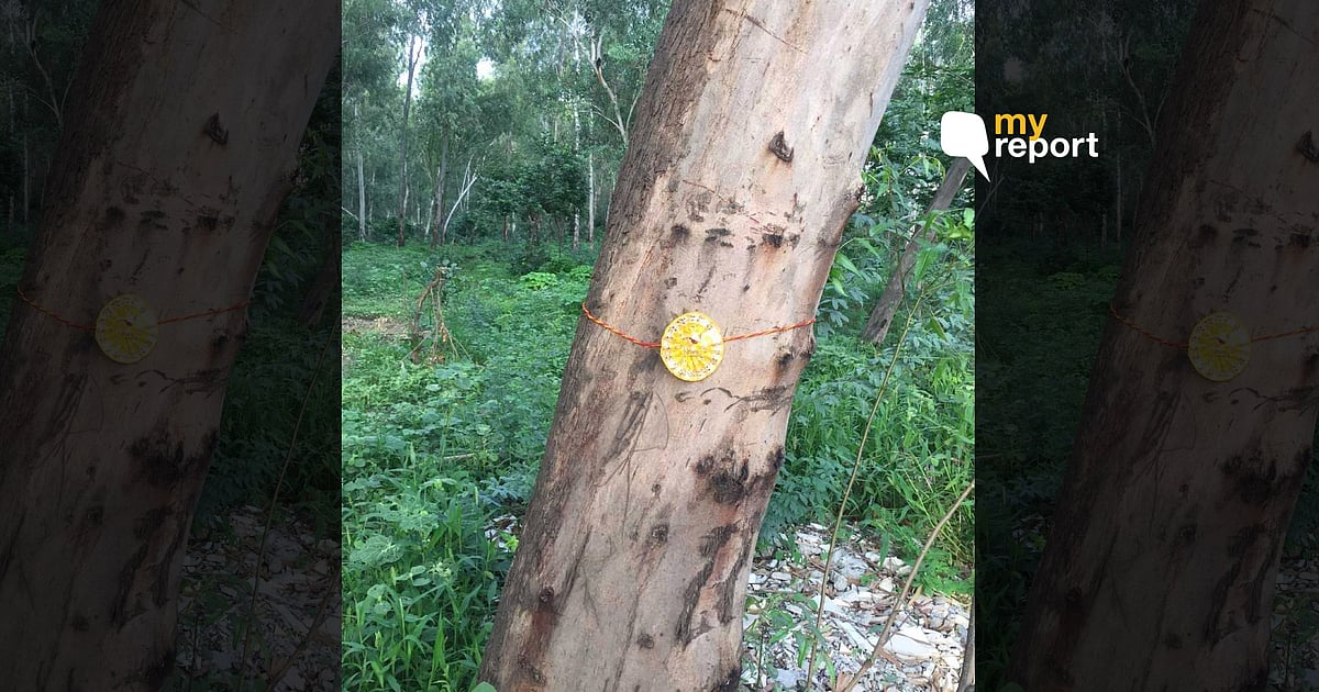 Noida Authority to cut 3,000 trees in sector 91for city’s largest ...