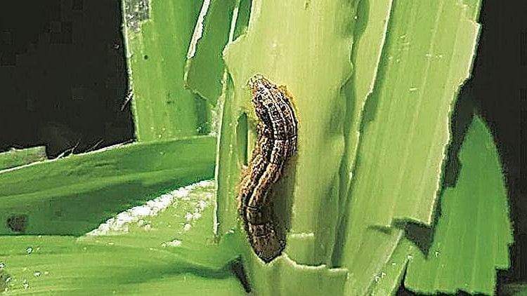 New Pest in India Could Threaten National (and Asian) Food Security
