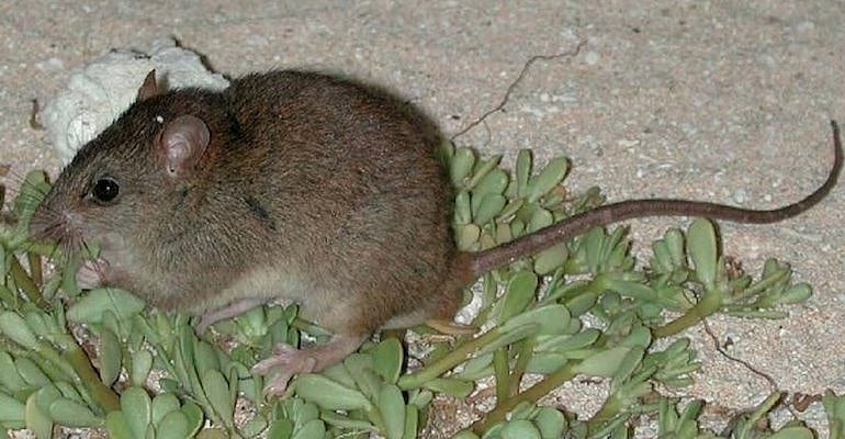 Extinction of a tiny rodent should serve as a warning for the Himalayan ...