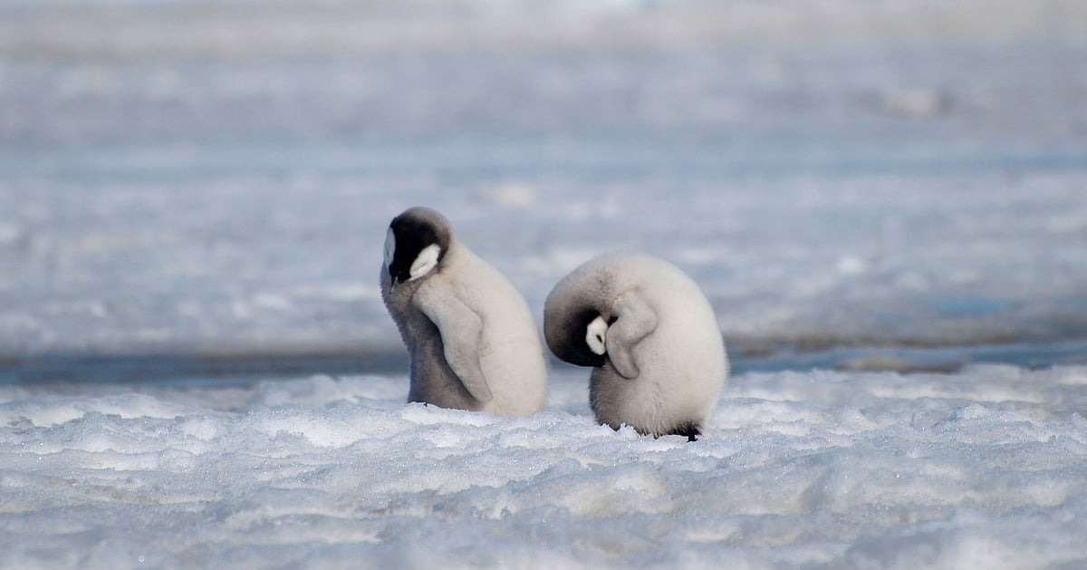 Emperor Penguins in Danger of Extinction: Report