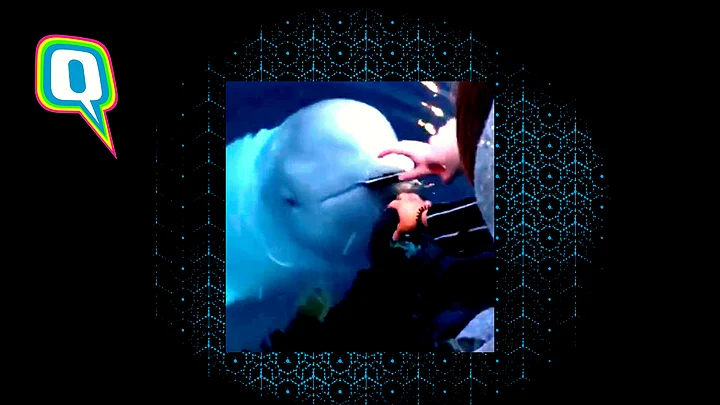 Beluga Whale Playing Fetch Turns Internet Sensation After Returning ...