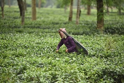 1 kg speciality tea fetches Rs 50,000 in Assam auction
