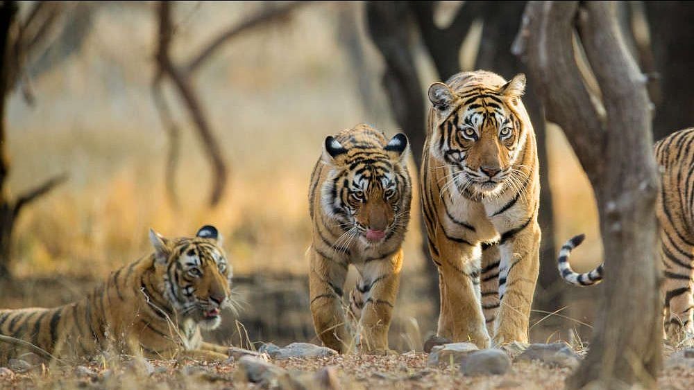 50 Years Of Project Tiger: India Has 3,167 Tigers, Up By 6.74% Since ...