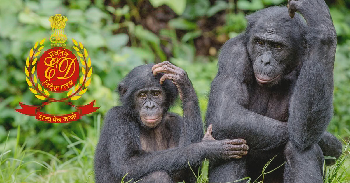 Three Chimpanzees, Four Marmoset Monkeys ‘Attached’ in ED Case, Held in ...