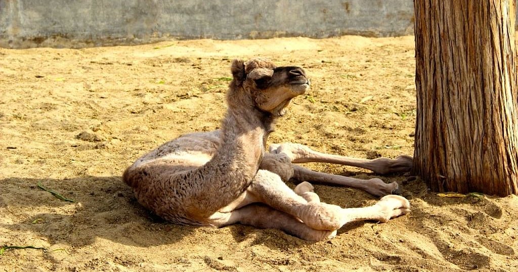 5,000 Feral Camels Culled in Drought-hit Australia Post Wildfires