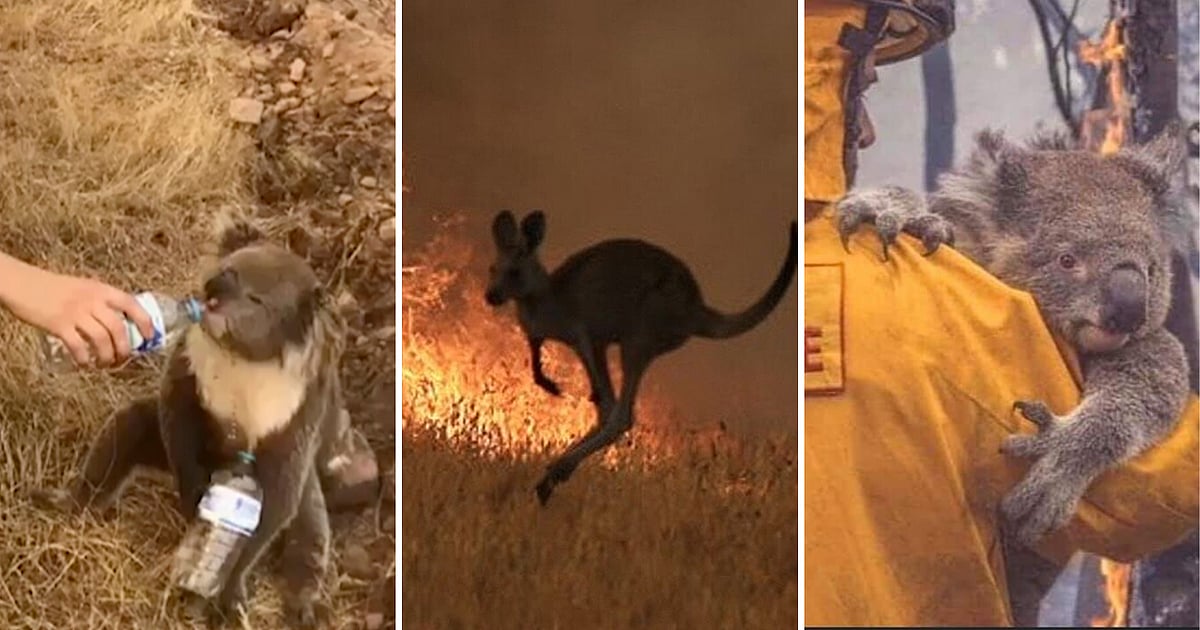 ‘Heartbreaking’: 480,000,000 Animals Feared Dead in Aussie Fires