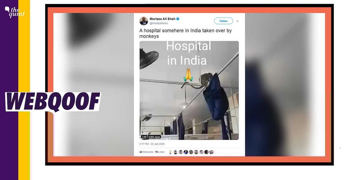 Fact check of Monkeys in Indian Hospital: Old Video from South Africa ...
