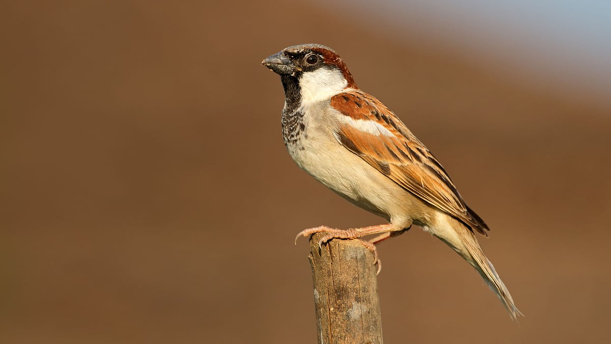 Patna IIS Officer Inspires 2,000 People to 'Save the Sparrow'
