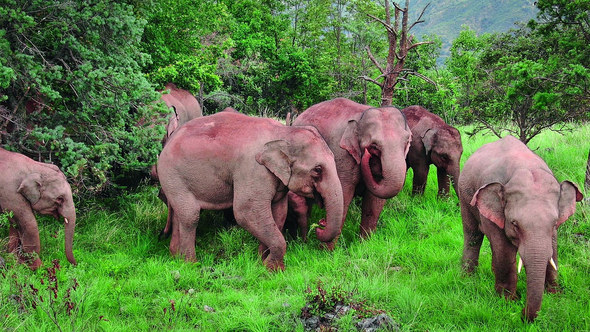When Drones Helped Track the Rare Northward Migration of Wild Asian ...