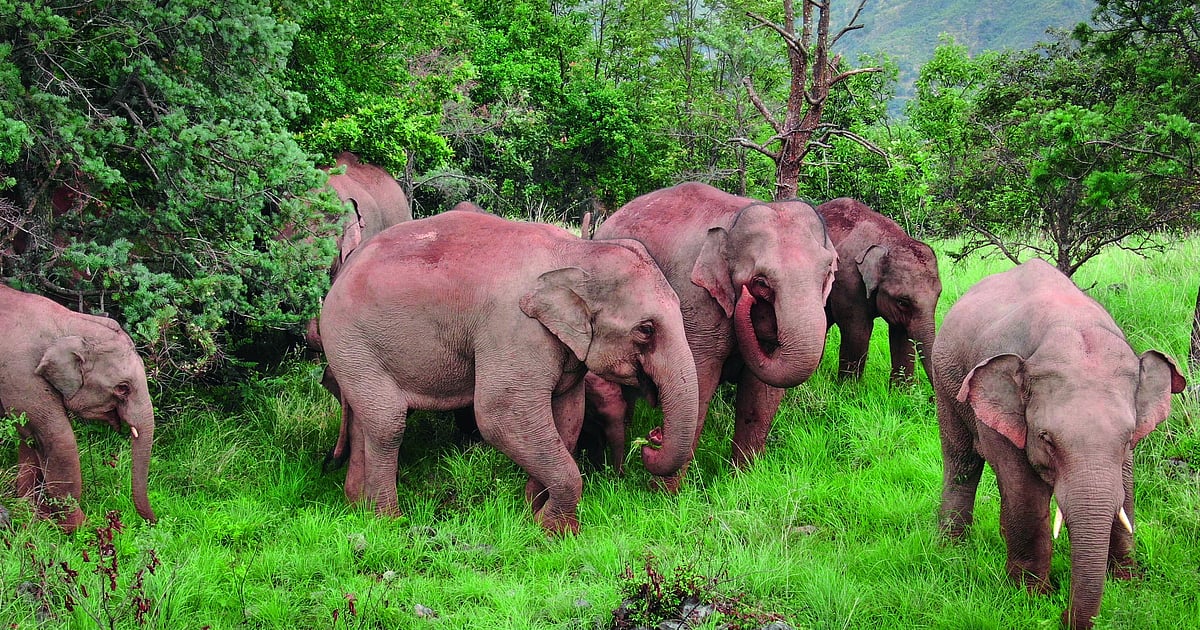 When Drones Helped Track the Rare Northward Migration of Wild Asian ...