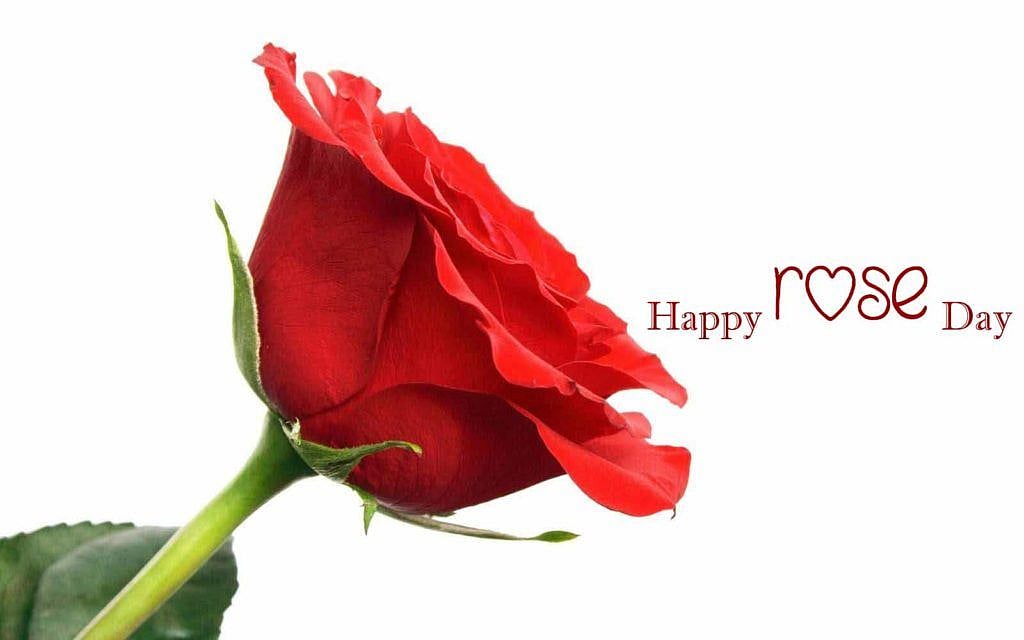 Rose Day 2023 Date, History and Significance of Rose Colours. Send ...