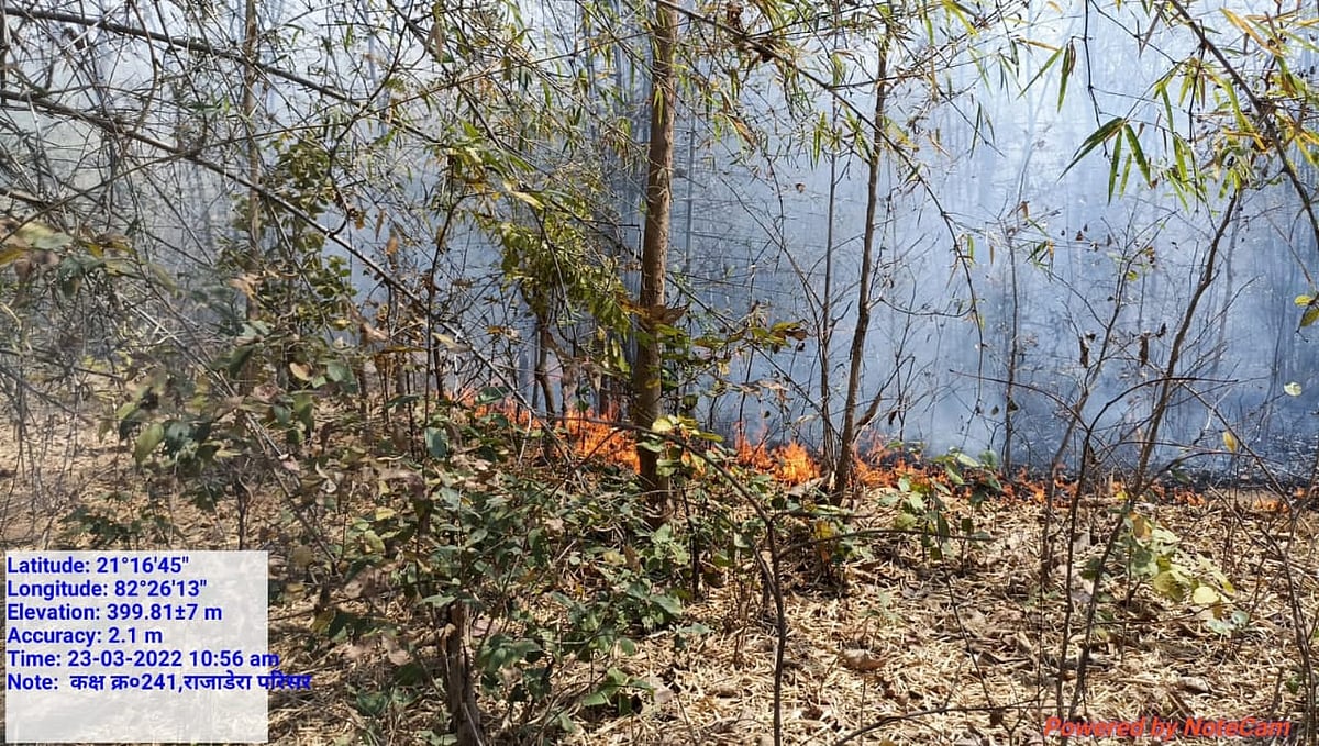 Chhattisgarh Witnesses 8,022 Forest Fires in Last 45 Days Amid Workers ...