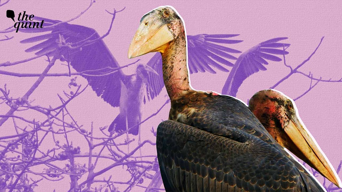Wild You Were Sleeping: Meet the Rarest Stork, The Greater Adjutant