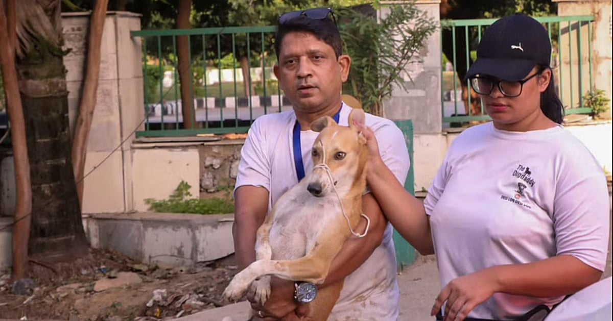 Noida Twin Towers Demolition: 40 Stray Dogs Evacuated, Admin Urged to ...