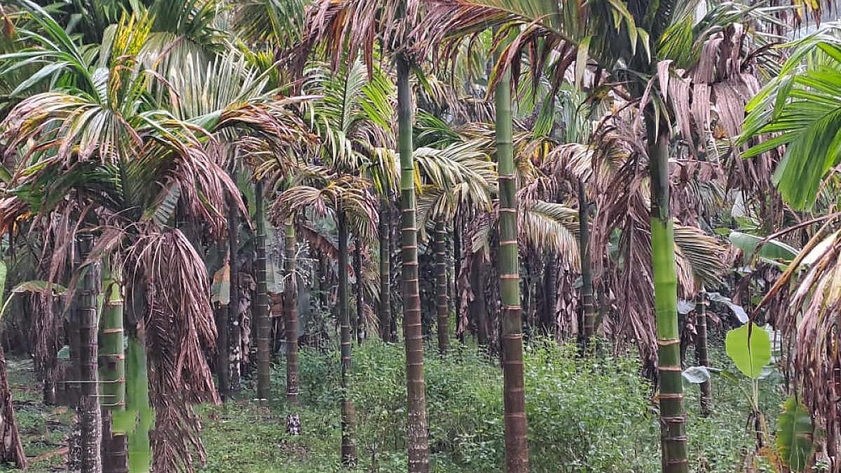 Blast Attack: Arecanut Plantations in Karnataka Face Massive Fungus Threat