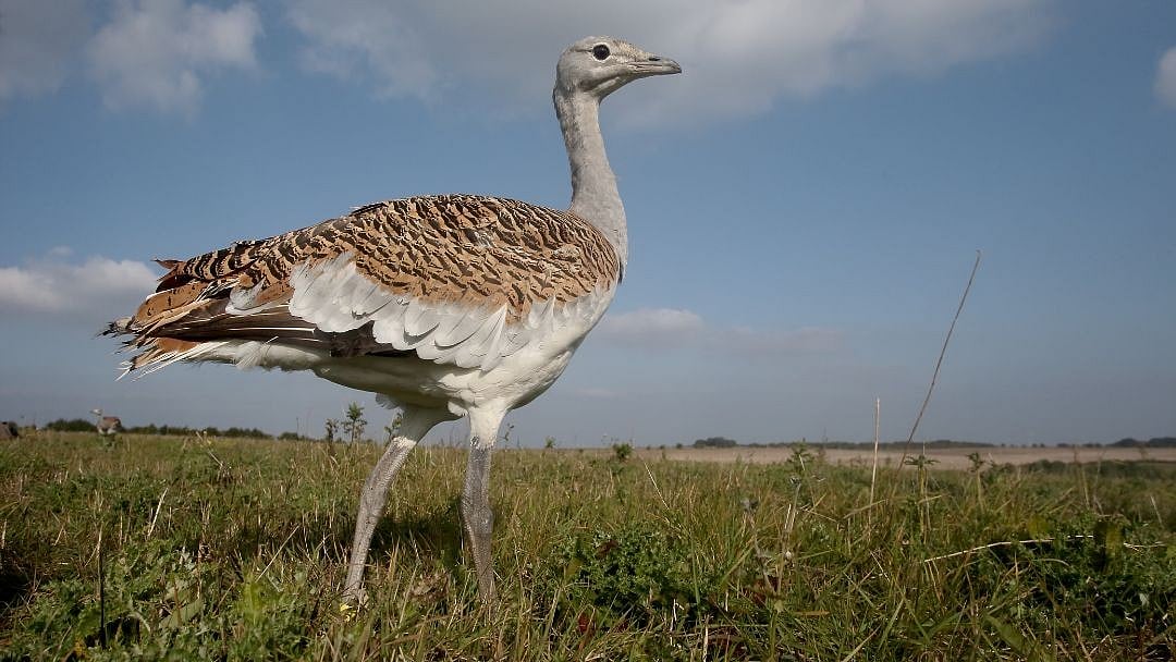 In Photos: The Critically Endangered Great Indian Bustard