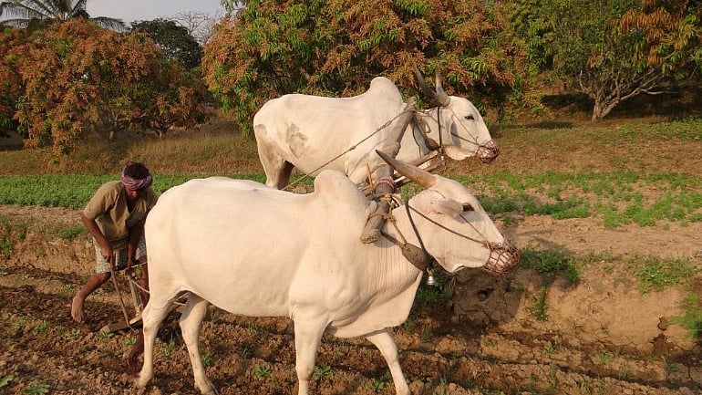 How Small Farmers Can Play Big Role in Combating Climate Change