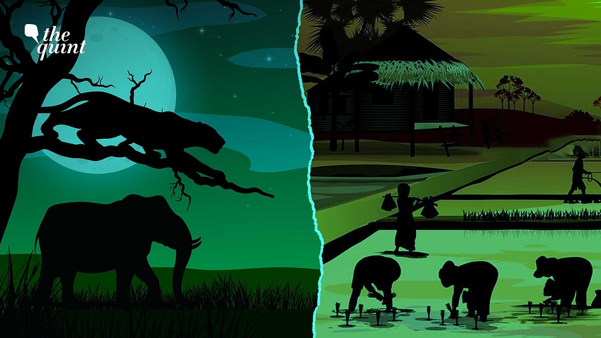 Karnataka: Despite Reports of Man-Animal Conflict, Govt Struggles for ...