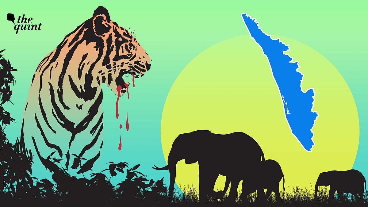 Wild Animal Attack On Human Terrifying Moment A Wild Boar Attacks