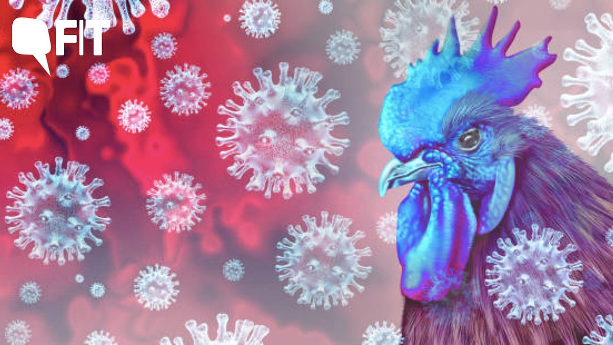 Scientists to Monitor Bird Flu Mutations Amid Biggest Outbreak: What We ...